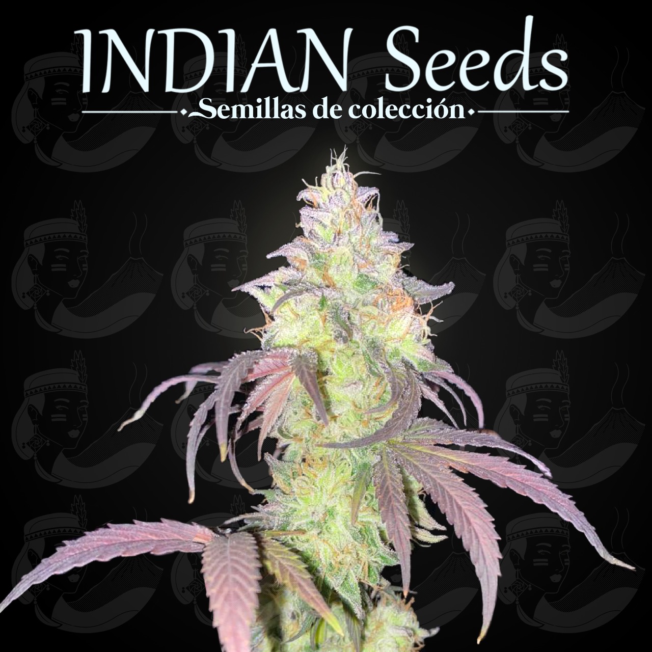 Amnesia Haze – INDIAN Seeds