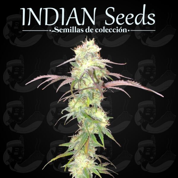 XXL Moby Dick Autoflorecientes x 6 – INDIAN Seeds
